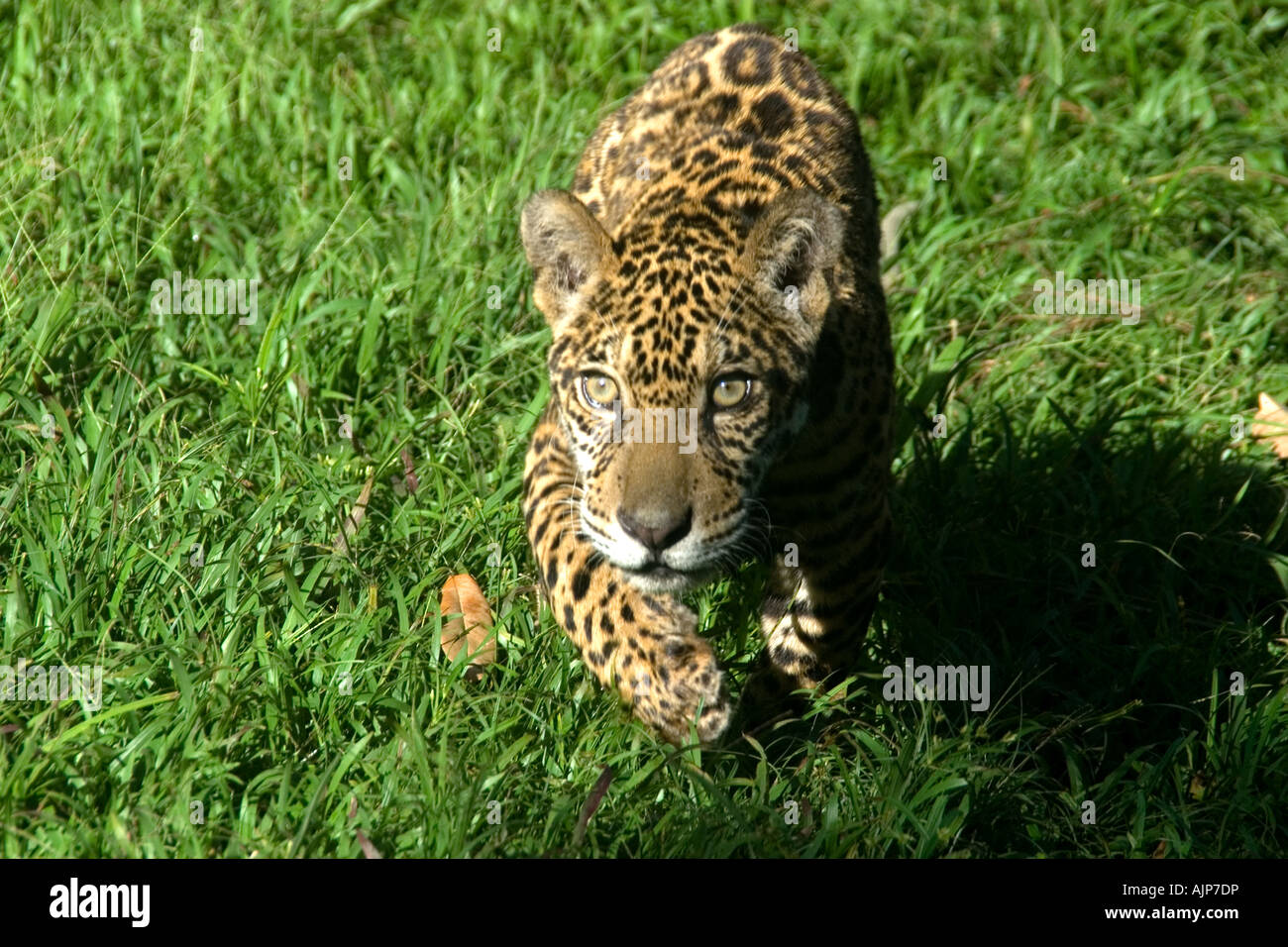 Jaguar Panthera onca Manaus Amazonas Brazil Stock Photo - Alamy