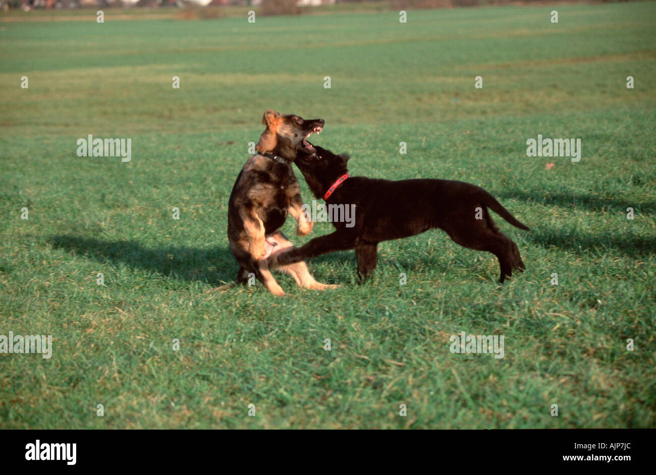 German Shepherd Dogs puppies 3 month Alsatian Stock Photo - Alamy