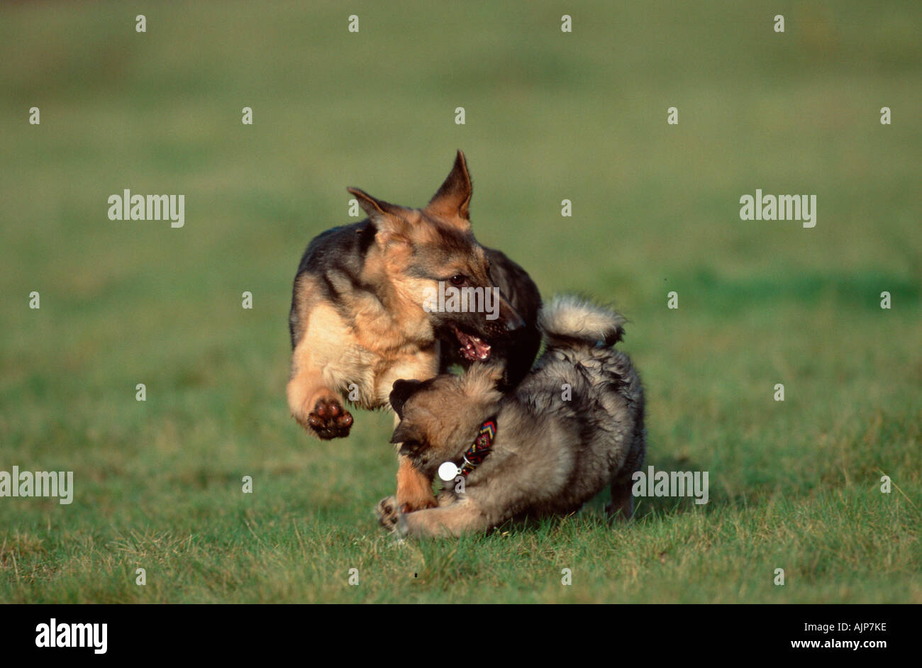 German Shepherd Dog and Mixed Breed Dog puppies Alsatian Stock Photo ...