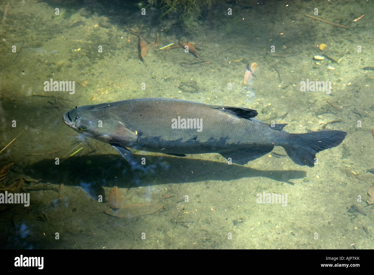 Black tambaqui Colossoma macropomum Manaus Amazonas Brazil Stock Photo ...
