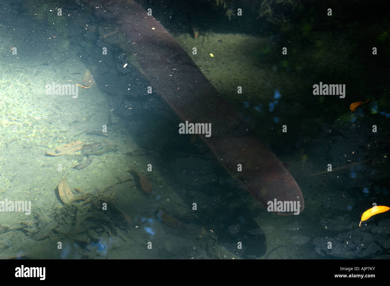 Electric eel hi-res stock photography and images - Alamy