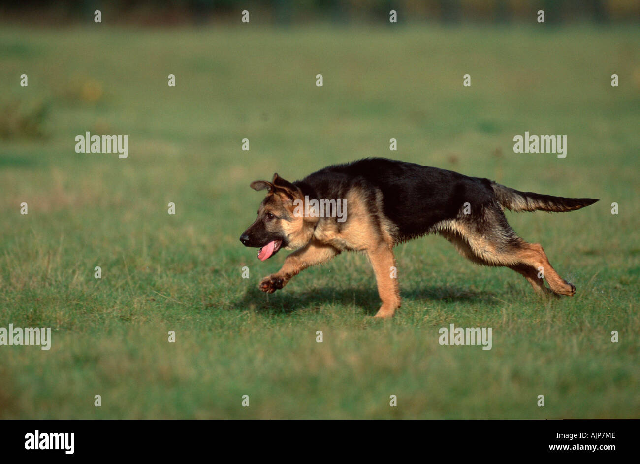 German Shepherd Dog puppy Alsatian side Stock Photo - Alamy