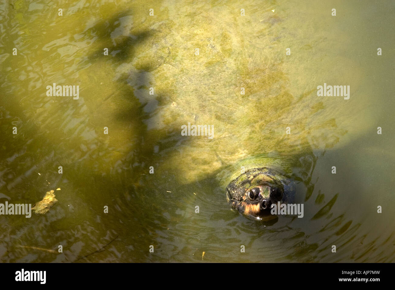 Giant amazon river turtle Podocnemis expansa Manaus Amazonas Brazil ...