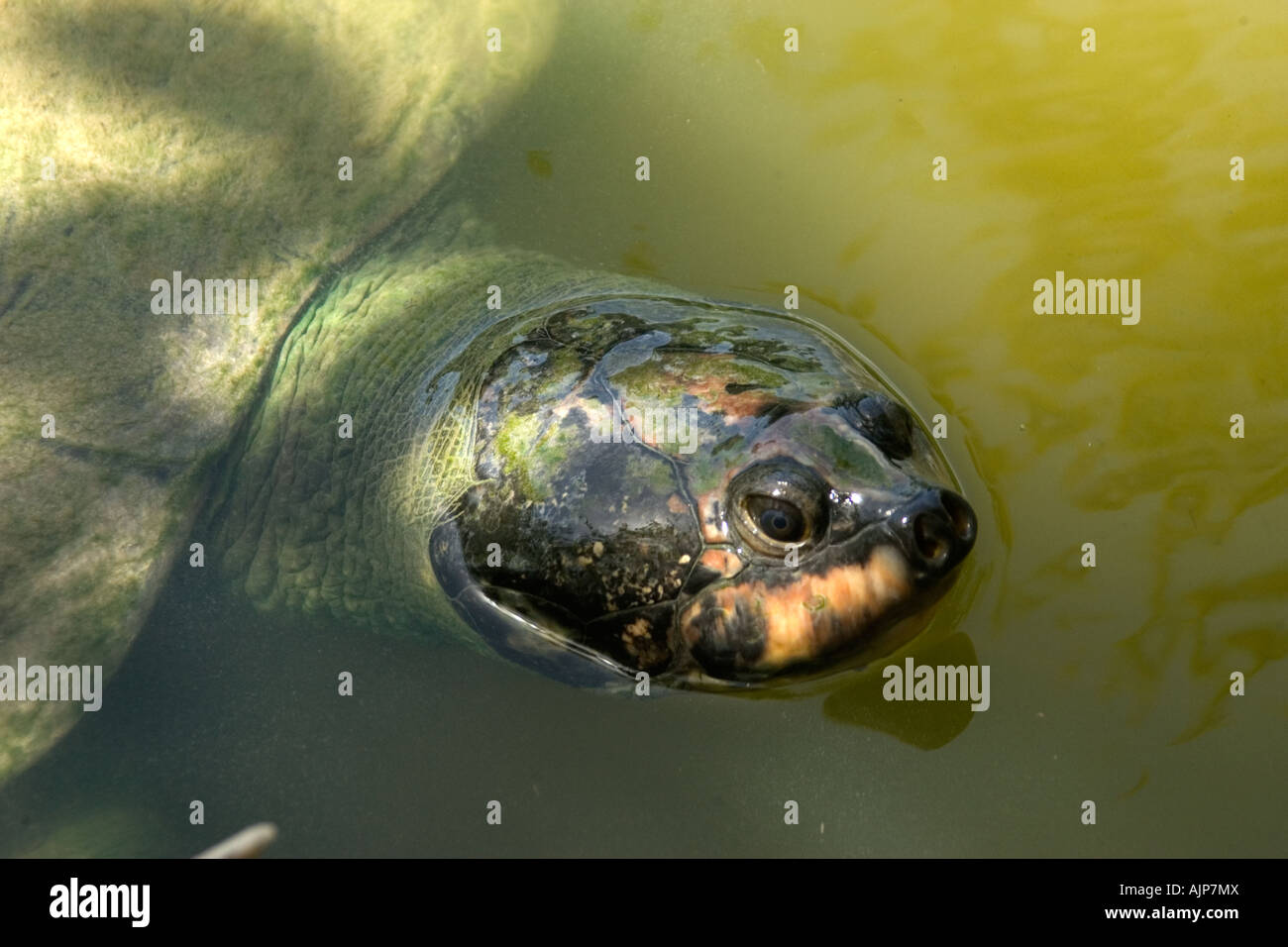 Amazon Giant River Turtle Giant Amazon River Turtle Podocnemis Expansa