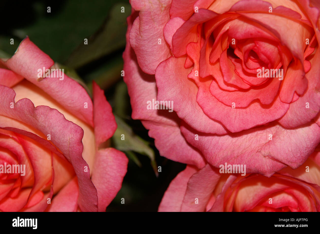 Close up rose Stock Photo - Alamy