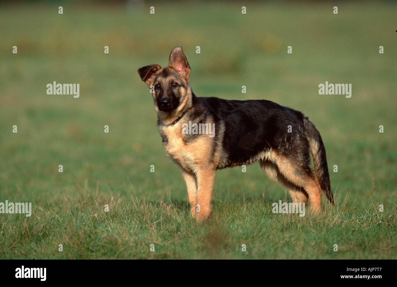 German Shepherd Dog puppy Alsatian side Stock Photo - Alamy