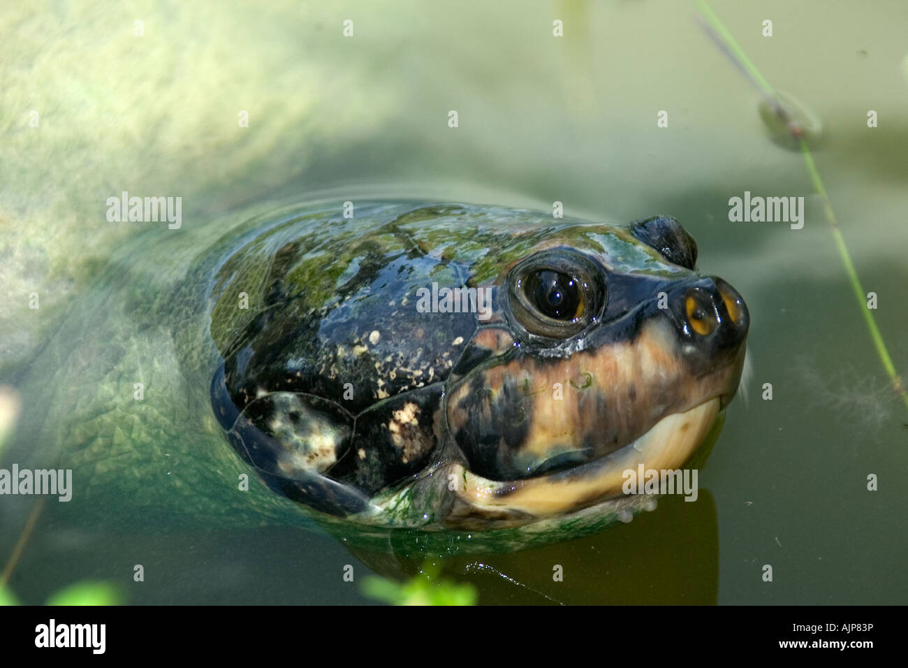 Giant amazon river turtle Podocnemis expansa Manaus Amazonas Brazil ...