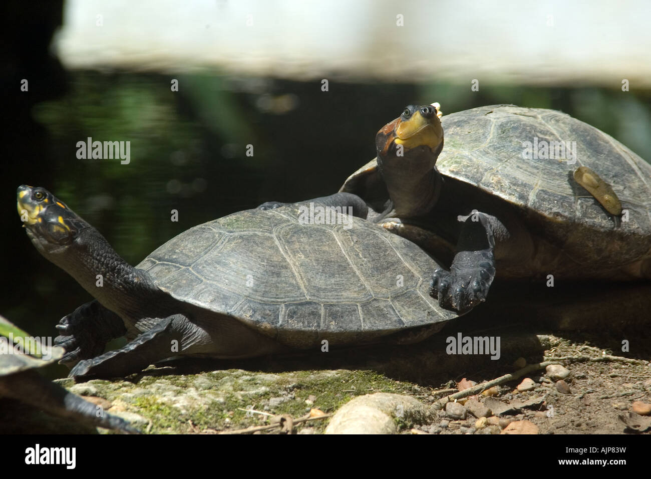 Yellow spotted river turtle hi-res stock photography and images - Alamy
