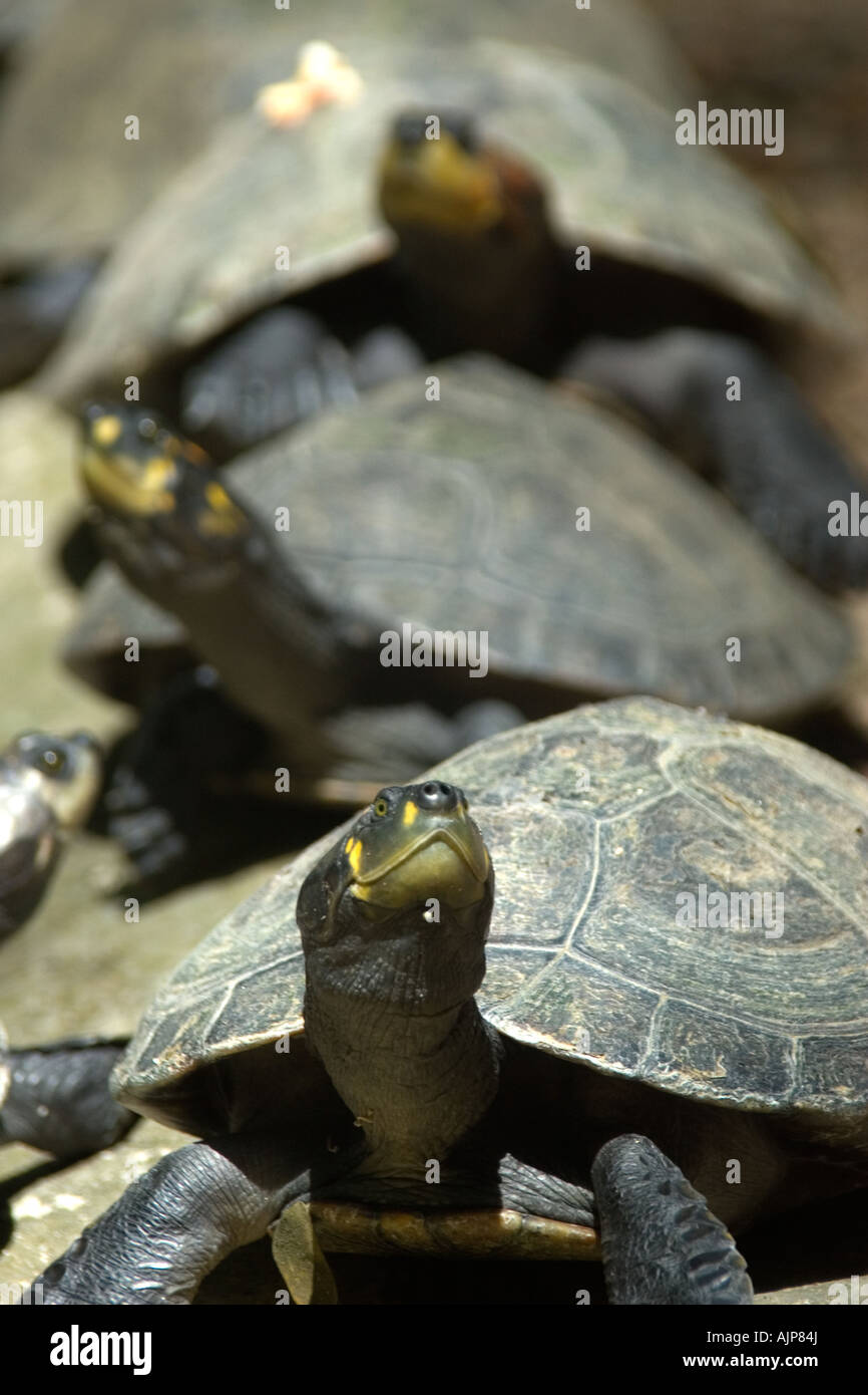 Yellow spotted amazon river turtles Podocnemis unifilis resting in the ...