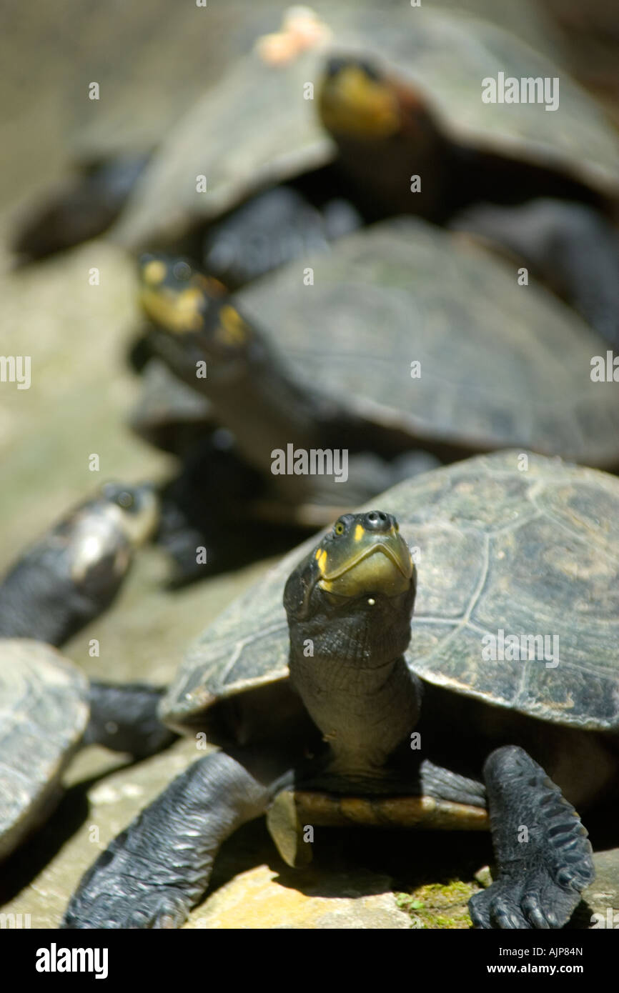 Yellow spotted amazon river turtles Podocnemis unifilis resting in the ...