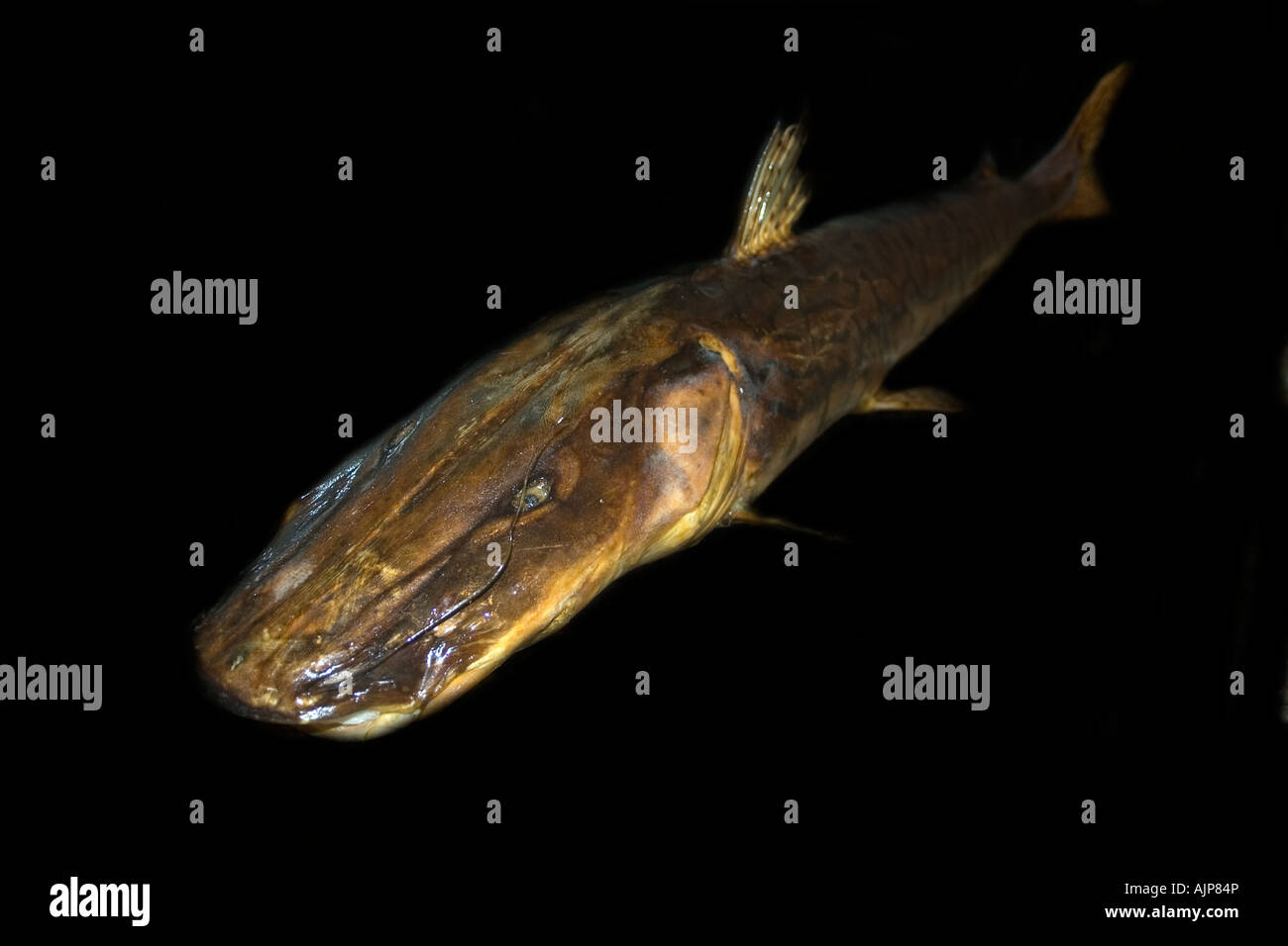 Tiger catfish Pseudoplatystoma fasciatum Manaus Amazonas Brazil Stock ...
