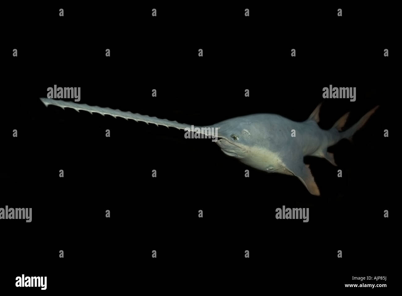 Freshwater sawfish hi-res stock photography and images - Alamy