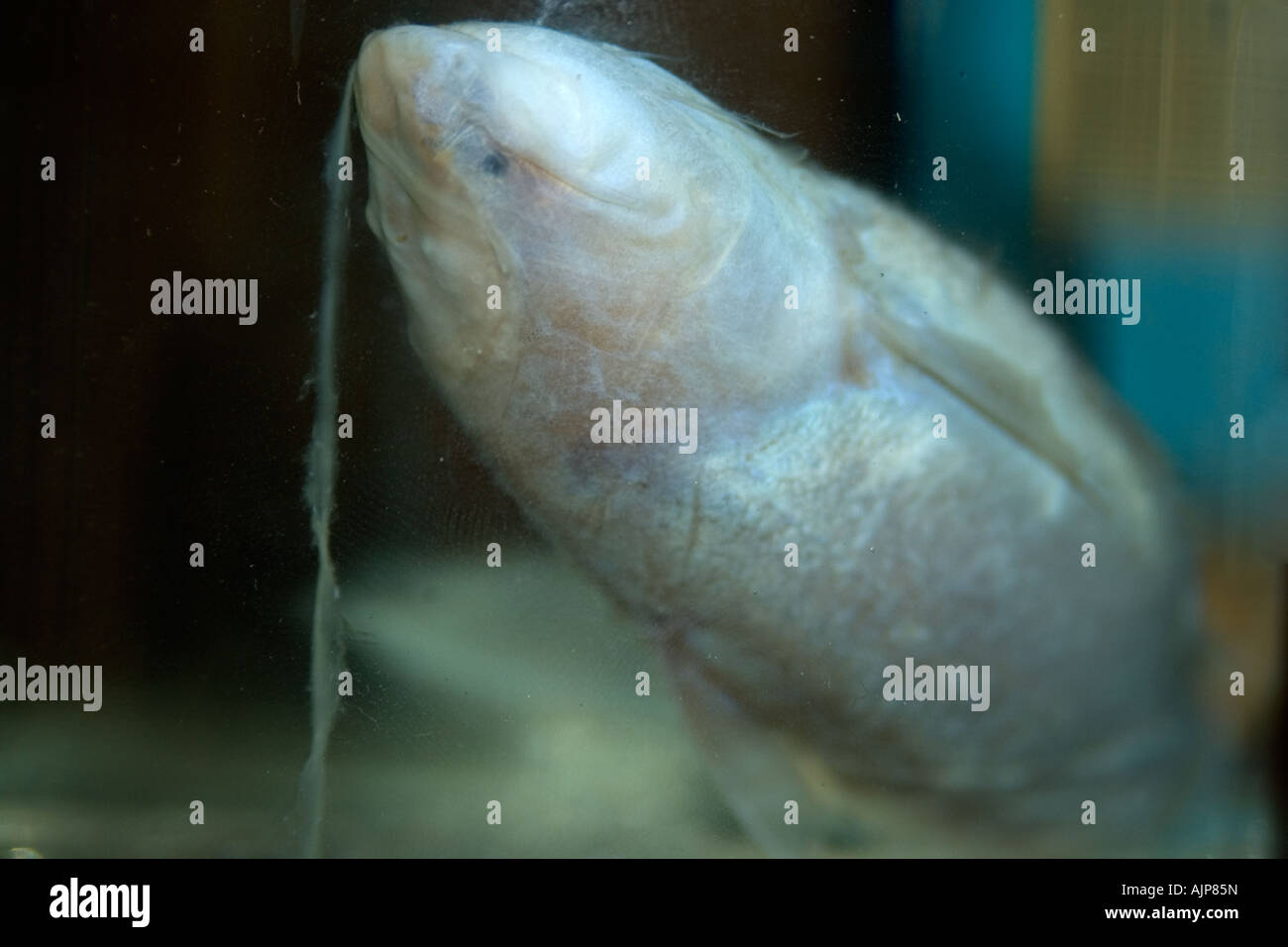 Candirú fish hi-res stock photography and images - Alamy