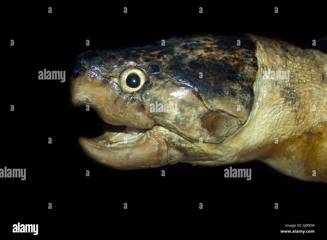 Big headed amazon river turtle Podocnemis dumeriliana preserved species ...
