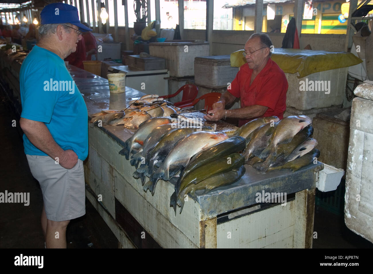 Freshwater fish including black tambaqui Colossoma macropomum for sale ...