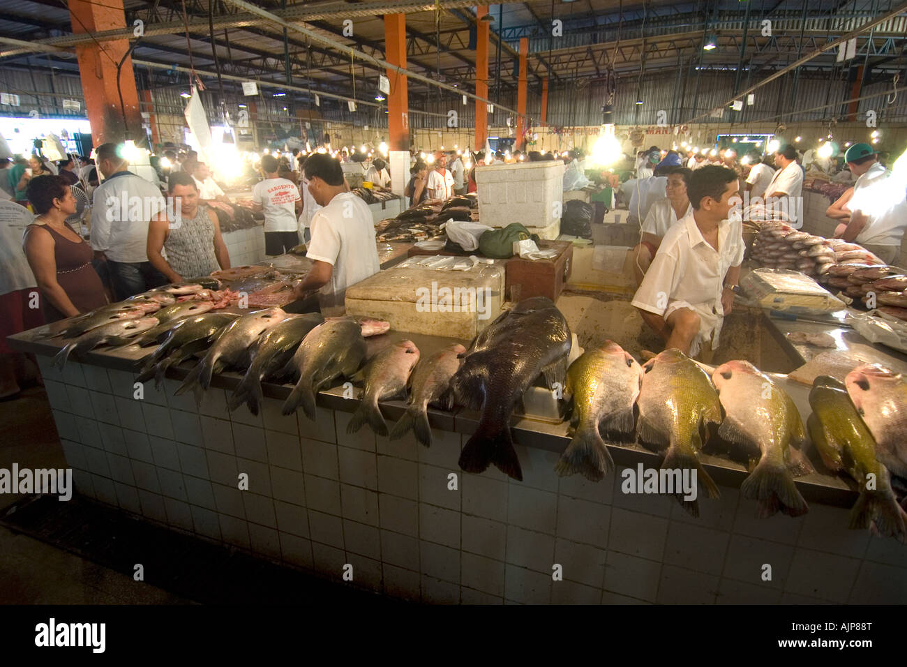 Freshwater fish including black tambaqui Colossoma macropomum for sale ...