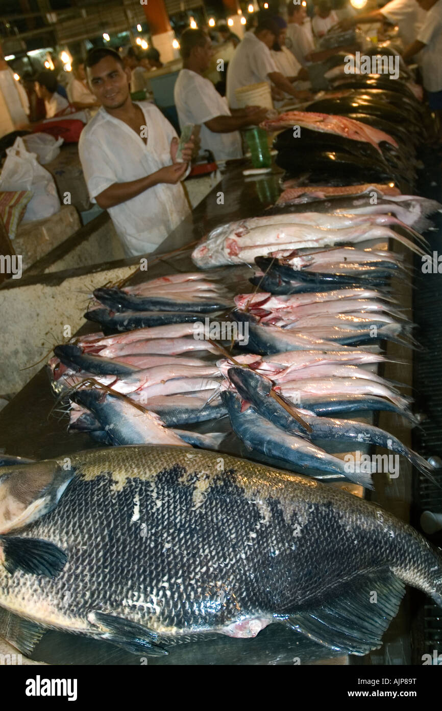 Freshwater fish including black tambaqui Colossoma macropomum for sale ...