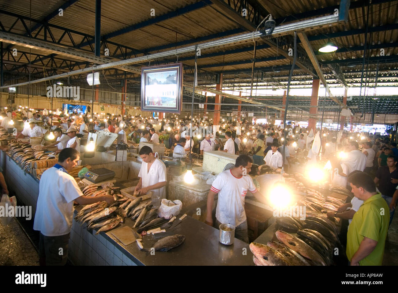 Freshwater fish including black tambaqui Colossoma macropomum for sale ...