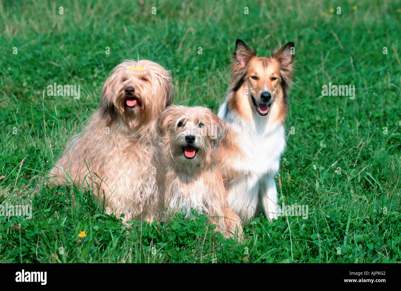 Rough dogs hi-res stock photography and images - Alamy