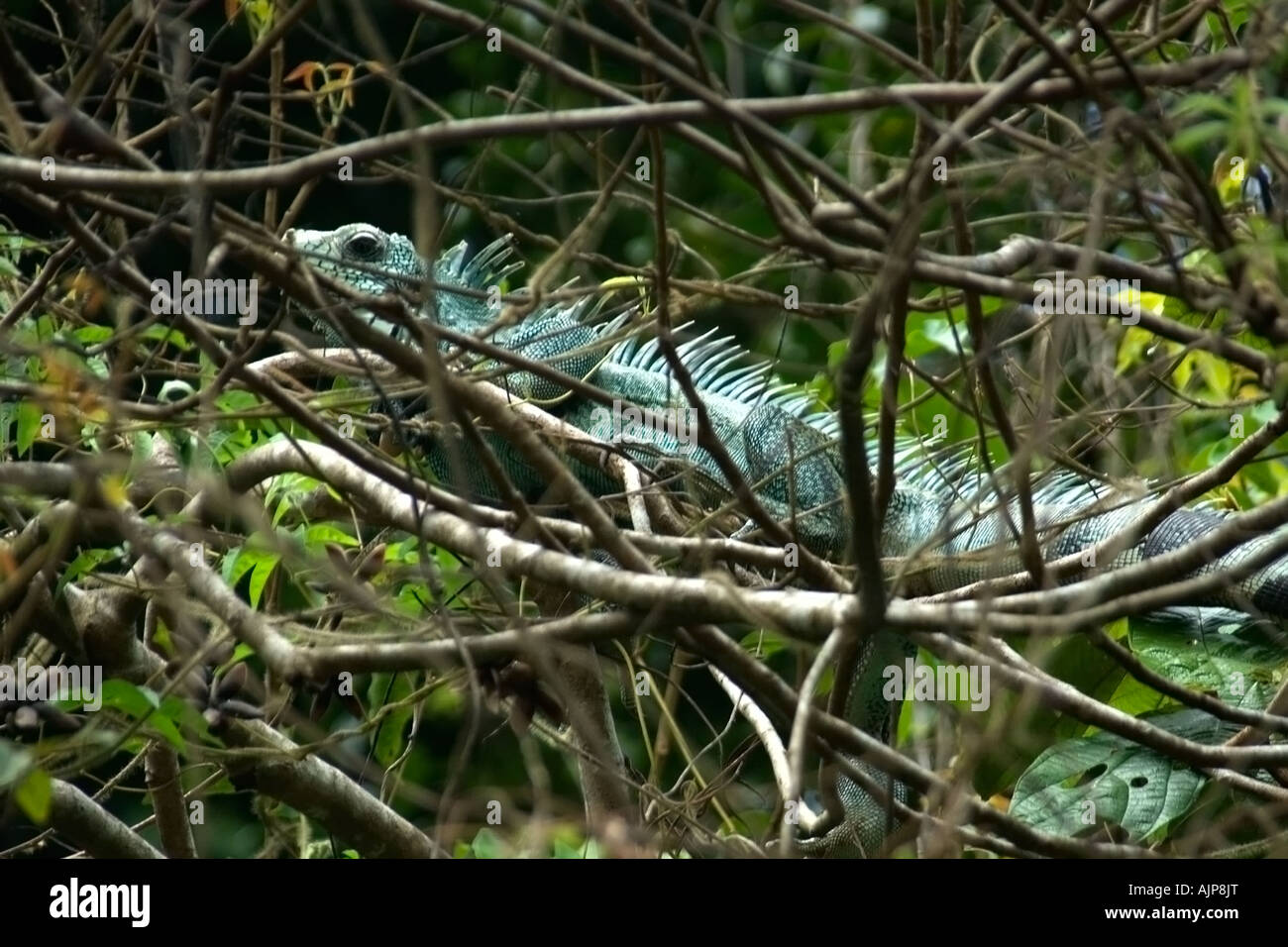 Green Iguana Iguana iguana Novo Airao Amazonas Brazil Stock Photo - Alamy