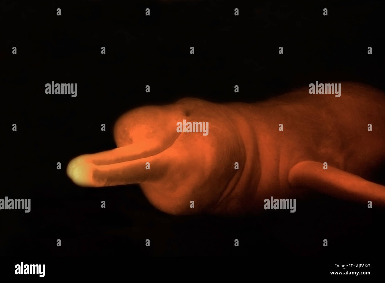 Pink river dolphin or boto Inia geoffrensis Negro River Amazonas Brazil ...