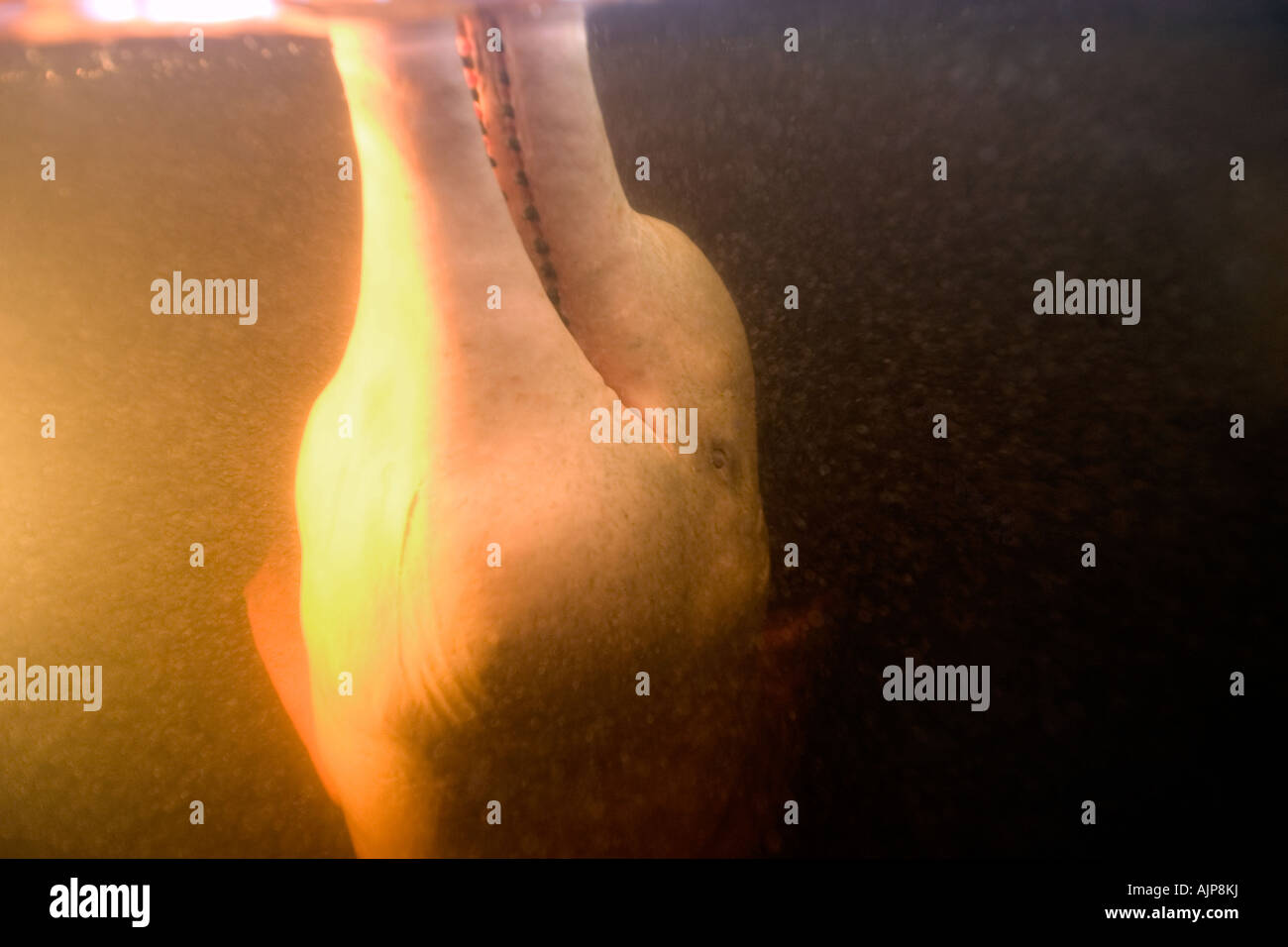 Pink river dolphin or boto Inia geoffrensis Negro River Amazonas Brazil ...