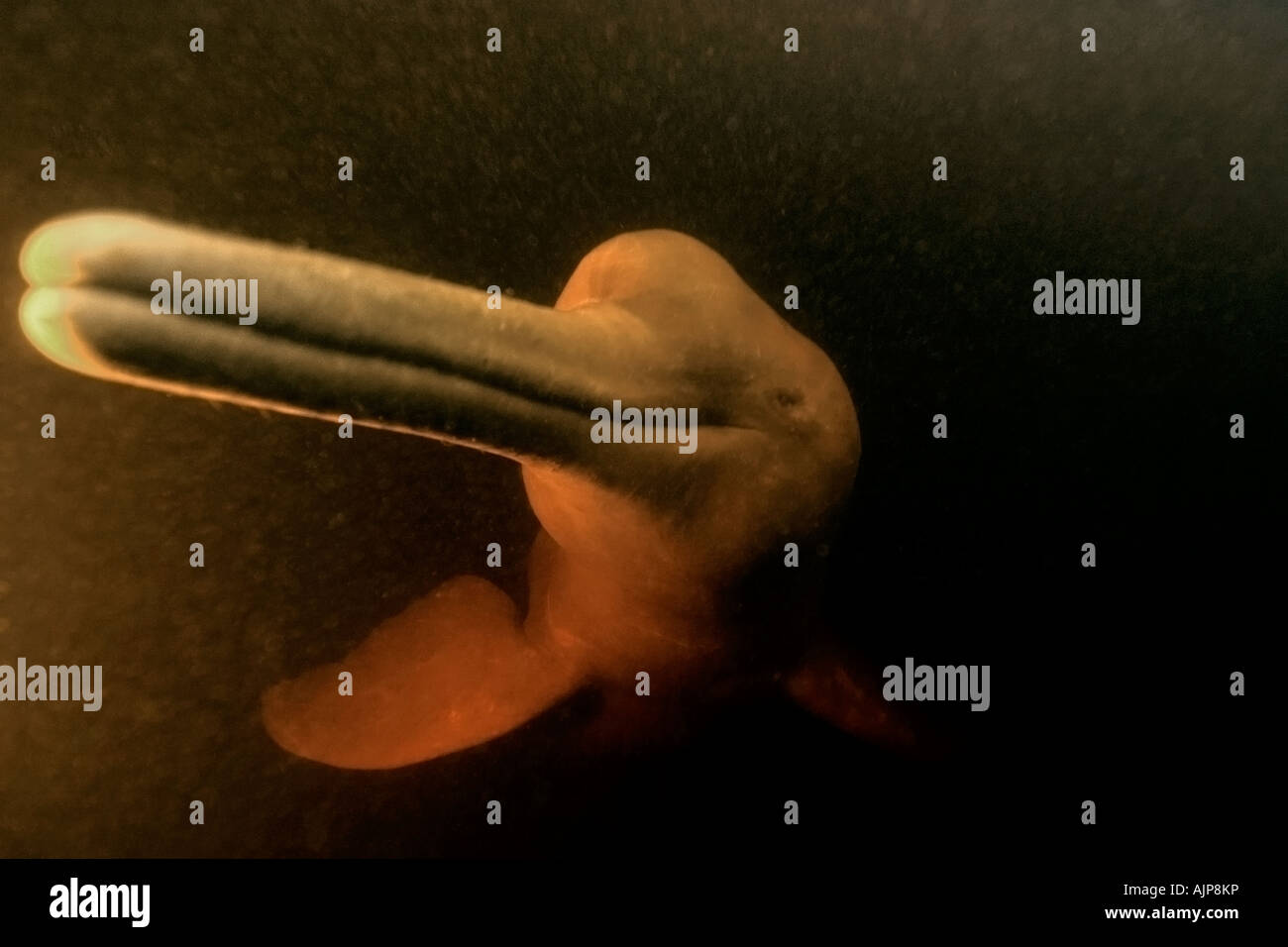 Pink river dolphin or boto Inia geoffrensis Negro River Amazonas Brazil ...