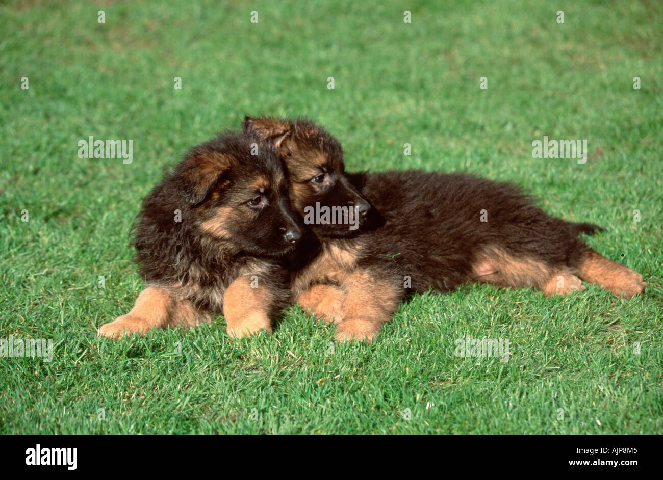German Shepherd Dog puppies 8 weeks Alsatian Stock Photo - Alamy