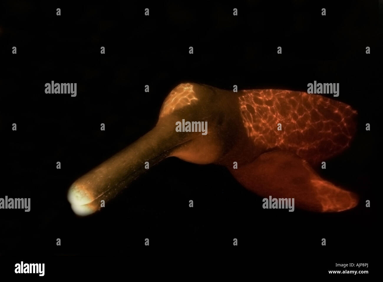 Pink river dolphin or boto Inia geoffrensis Negro River Amazonas Brazil ...