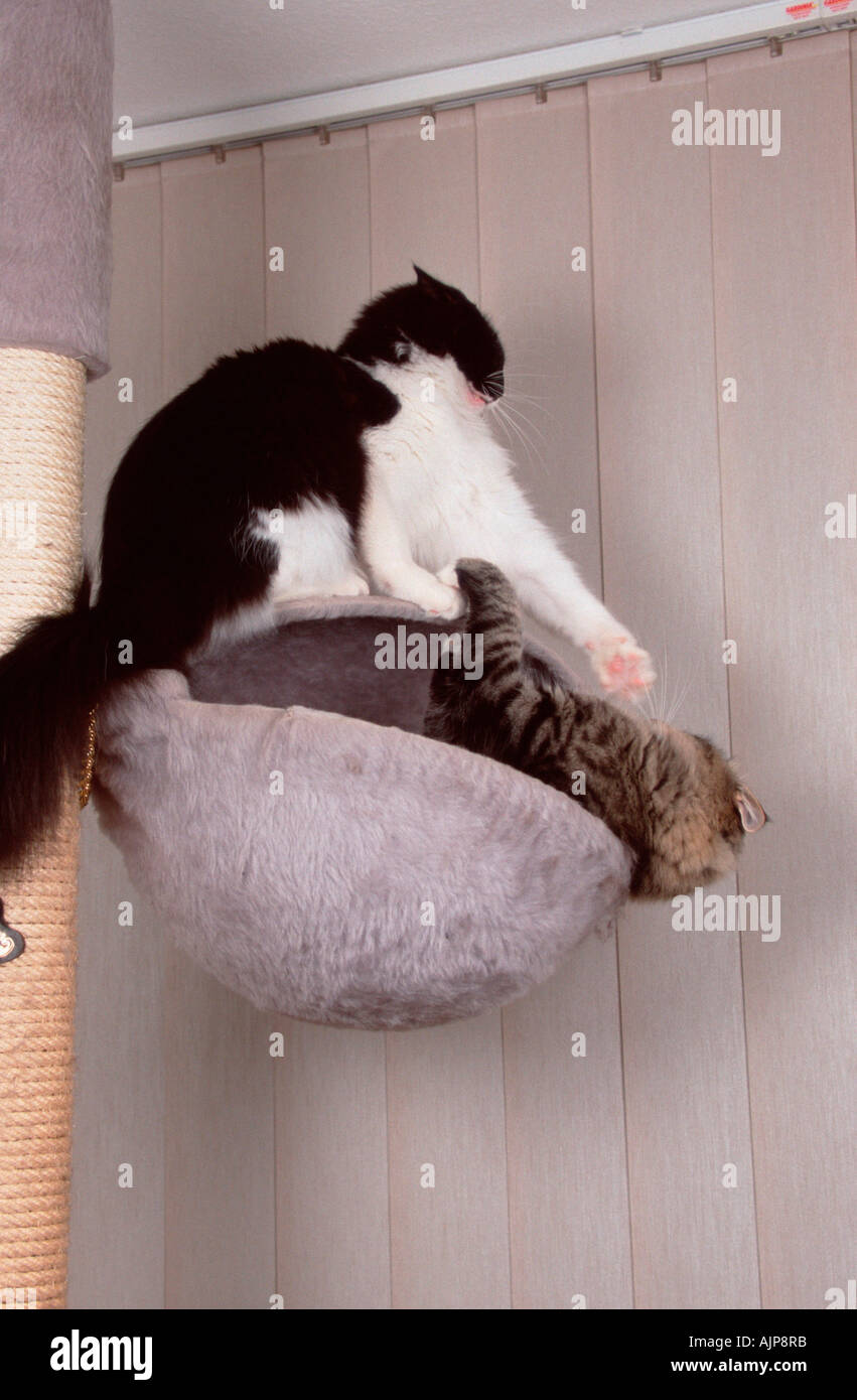 Norwegian Forest Cats quarreling Stock Photo - Alamy