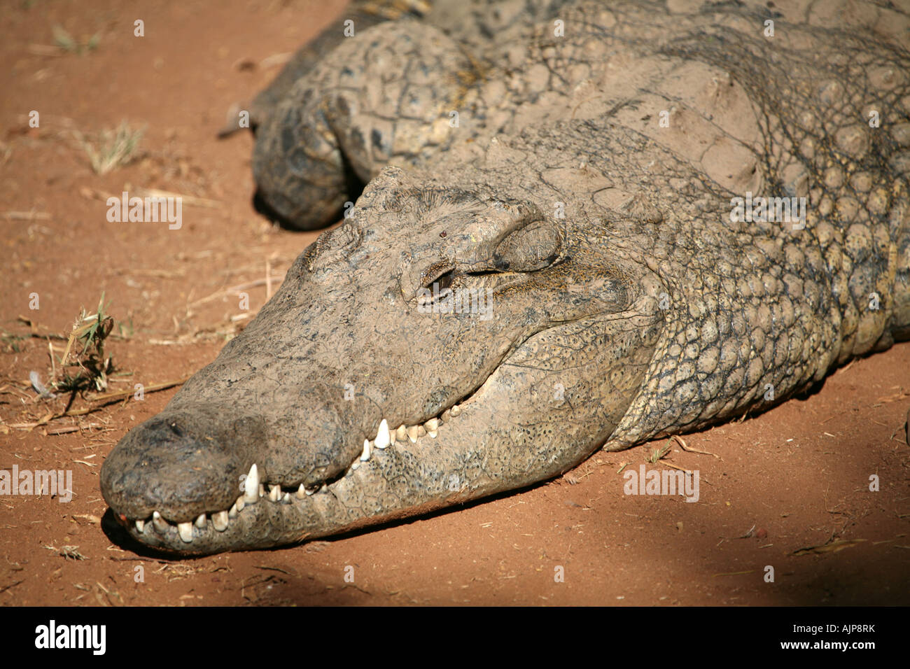 Crocodile close up Stock Photo - Alamy
