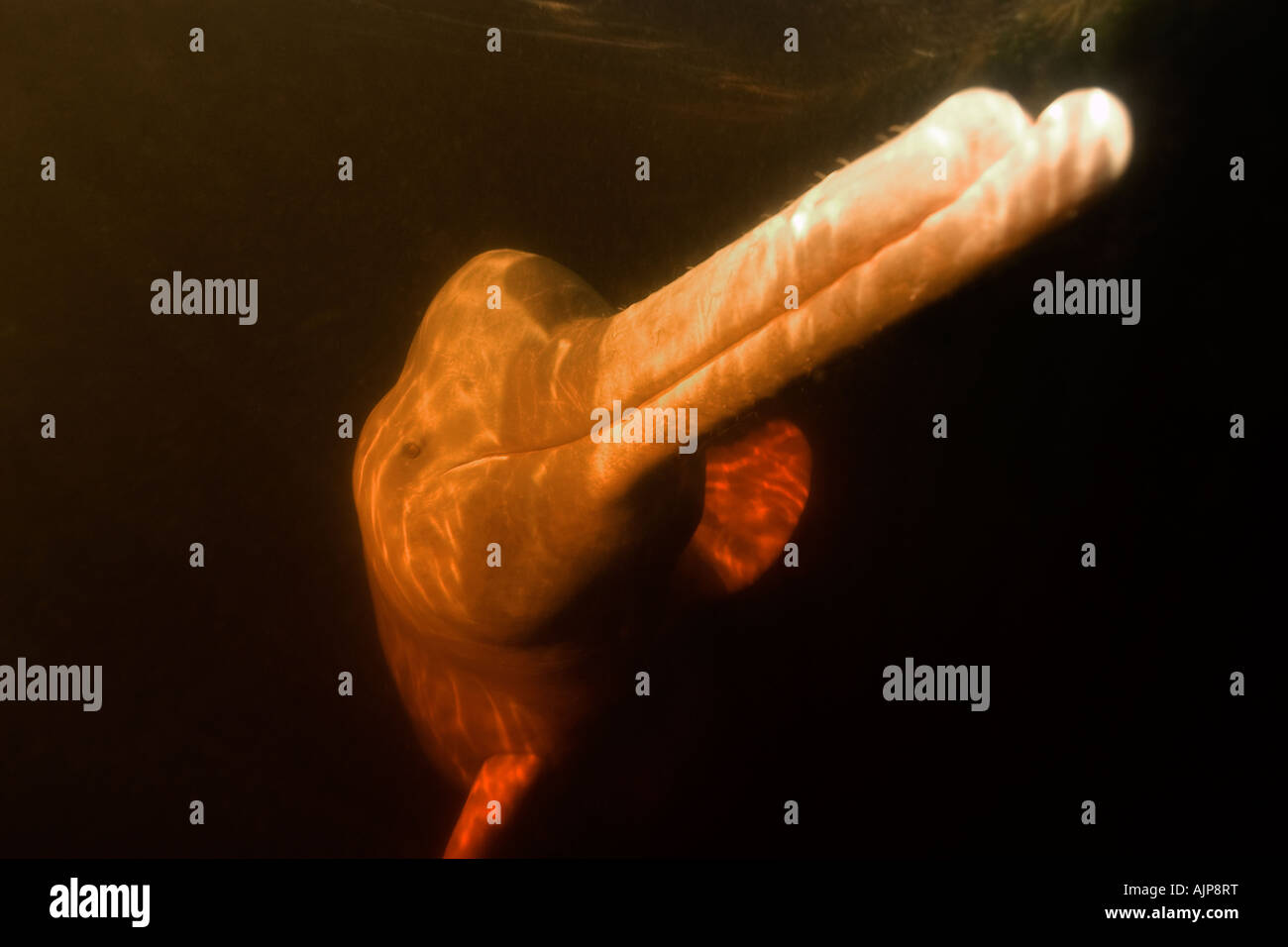 Pink river dolphin or boto Inia geoffrensis Negro River Amazonas Brazil ...