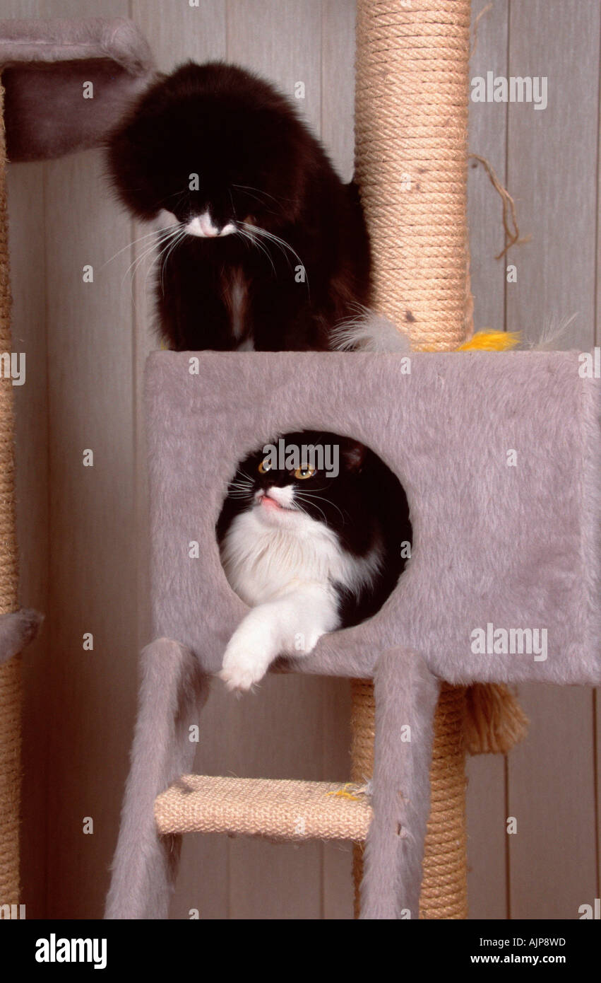 Norwegian Forest Cat quarreling Stock Photo - Alamy