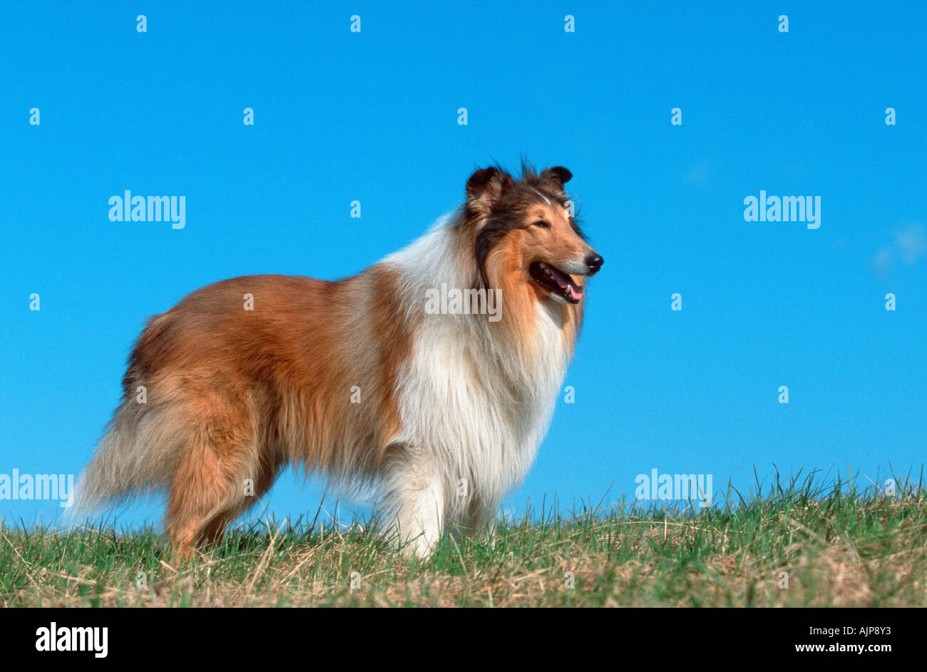 Rough Collie side Stock Photo - Alamy