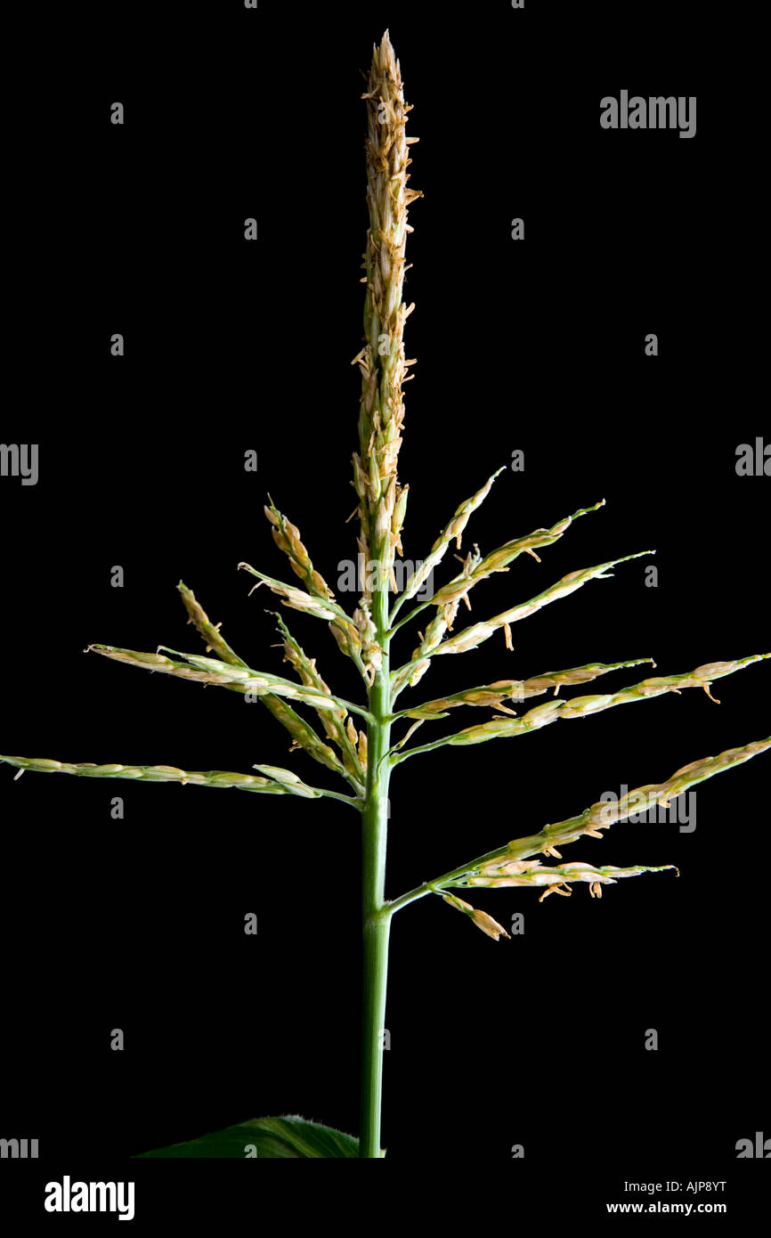 Corn griffin hi-res stock photography and images - Alamy