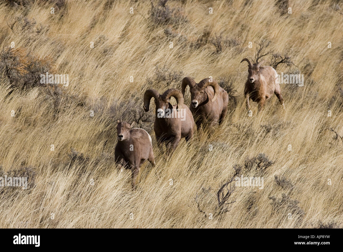 Ram and ewe during rut hi-res stock photography and images - Alamy