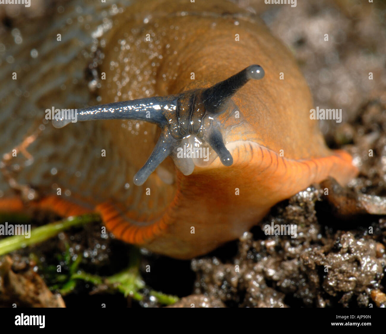 Head of the orange variant of the large back slug Arion ater rufus ...