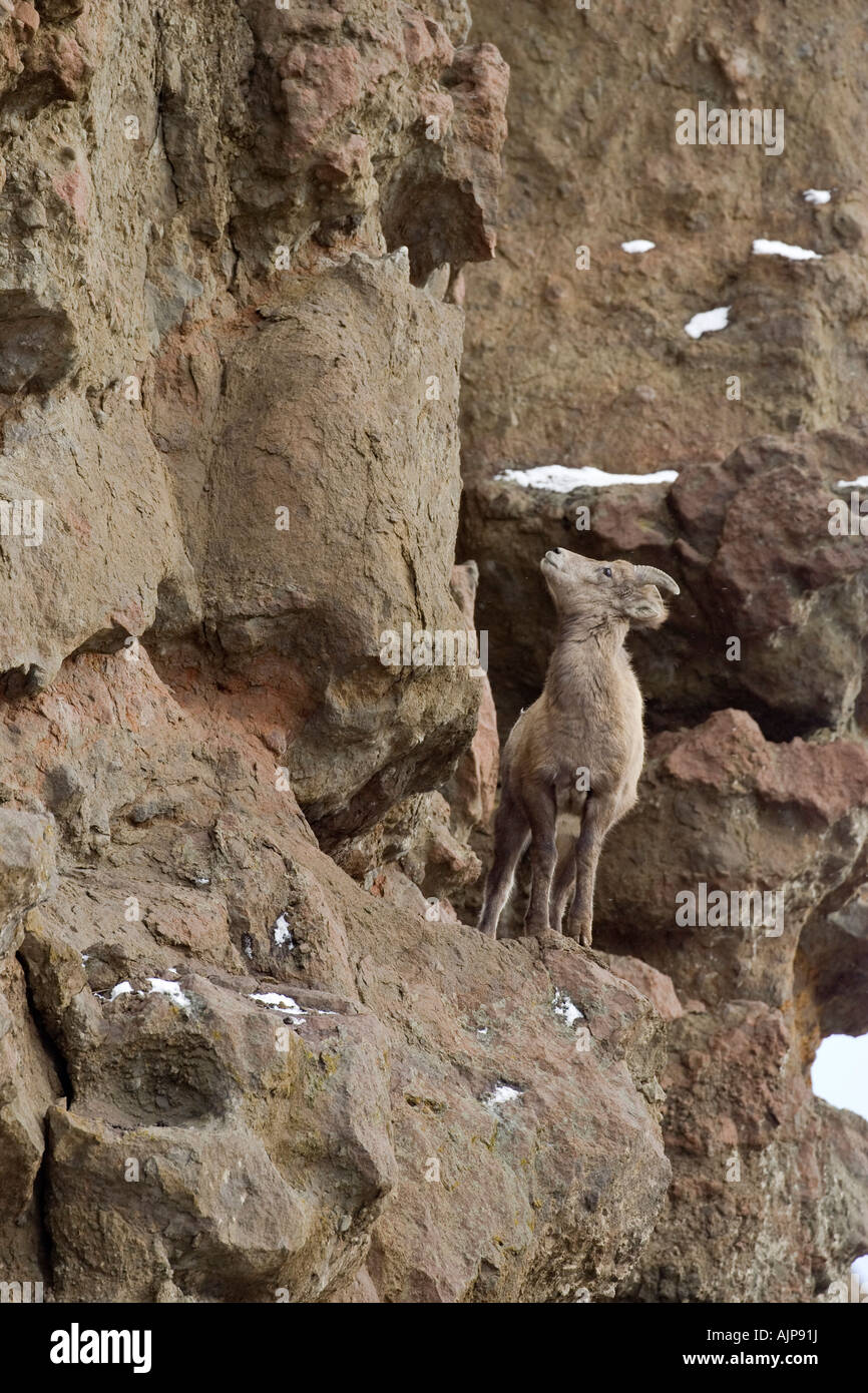 Bighorn sheep on edge hi-res stock photography and images - Alamy
