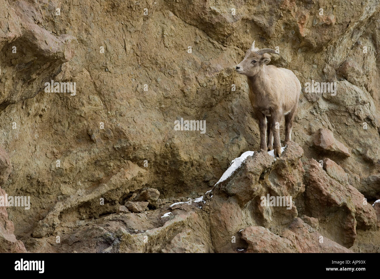 Bighorn sheep on cliff Stock Photo - Alamy
