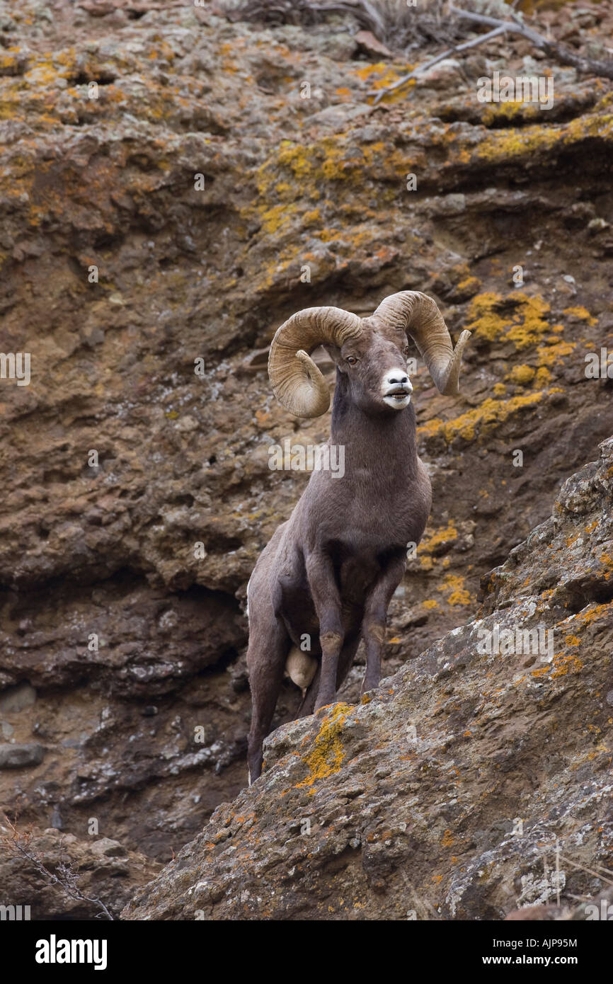 Bighorn sheep on cliff edge hi-res stock photography and images - Alamy