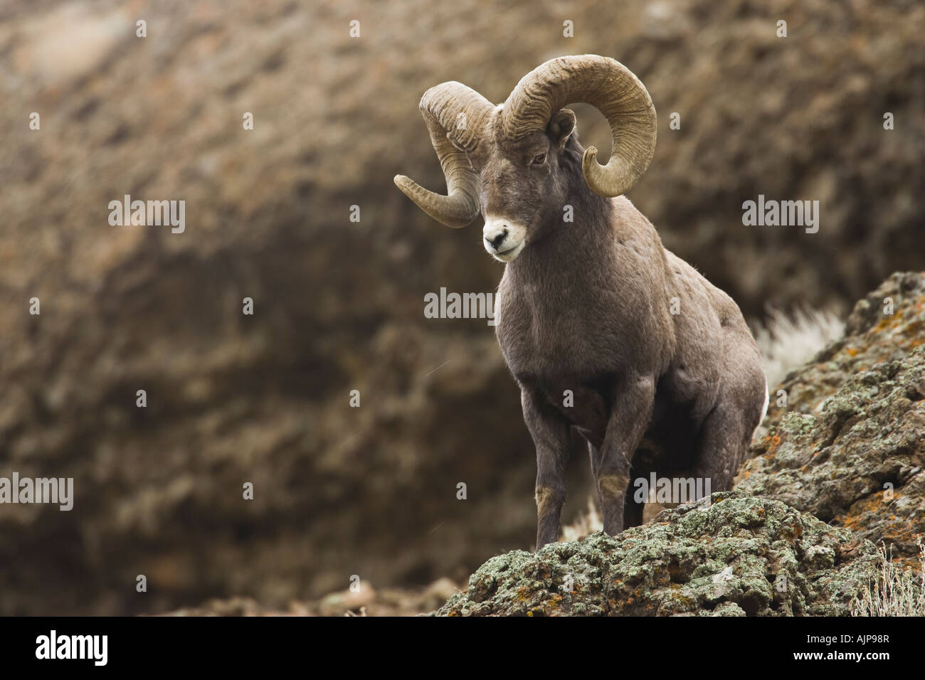 Trophy rocky mountain bighorn sheep on cliff Stock Photo - Alamy