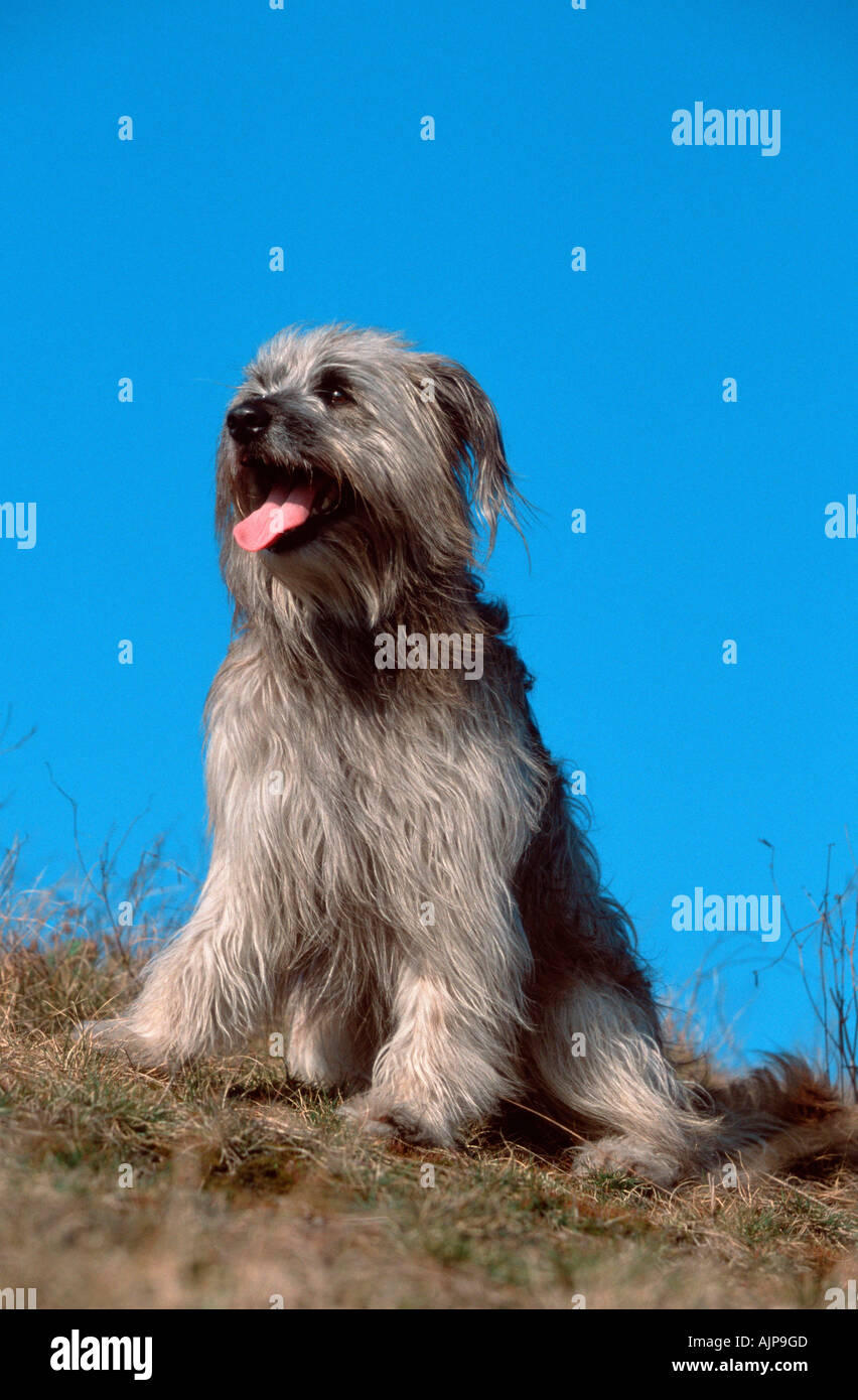 Pyrenean Shepherd Berger des Pyrenees Stock Photo - Alamy