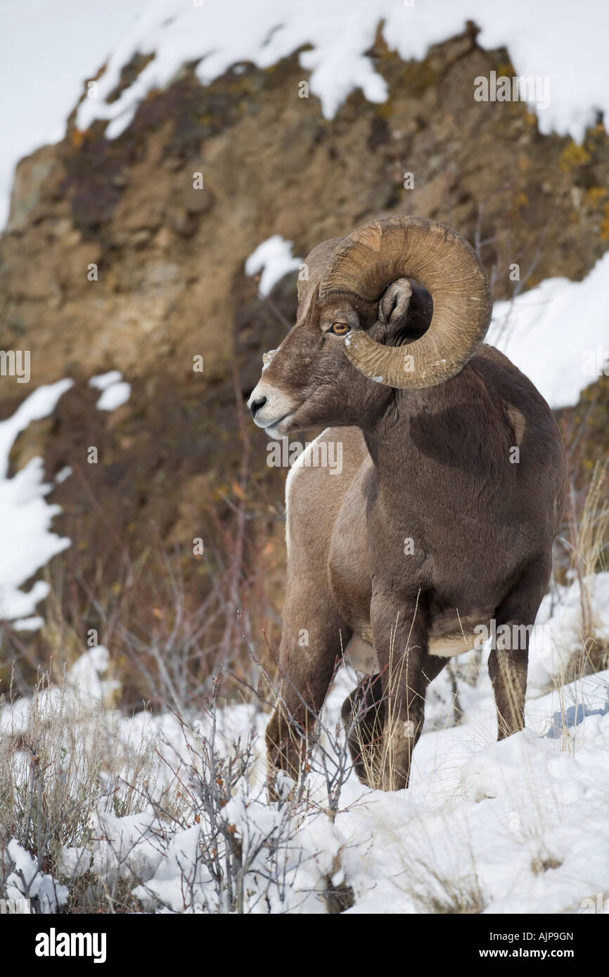 Rocky mountain bighorn ram in winter Stock Photo - Alamy