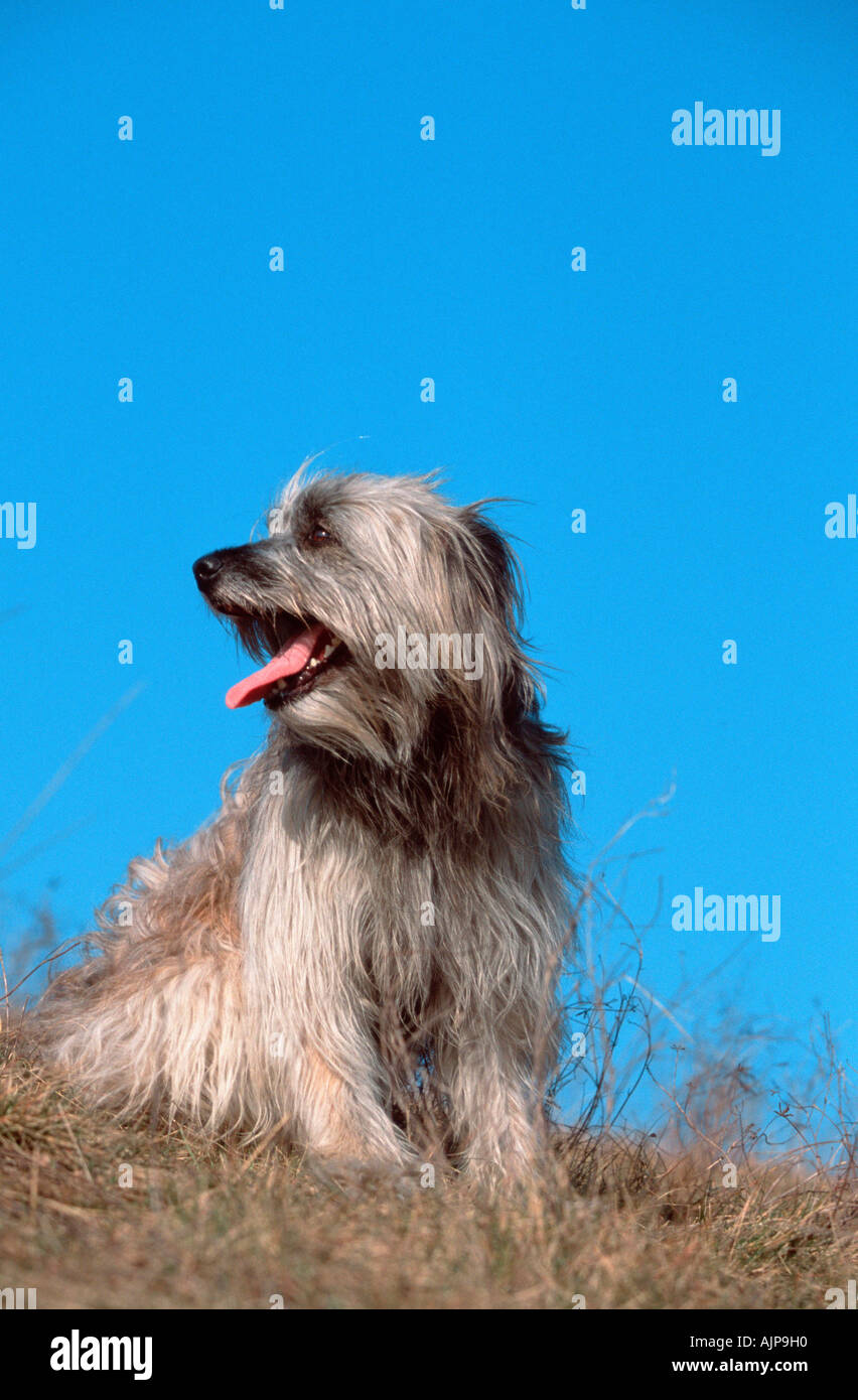 Berger des pyrenees hi-res stock photography and images - Alamy