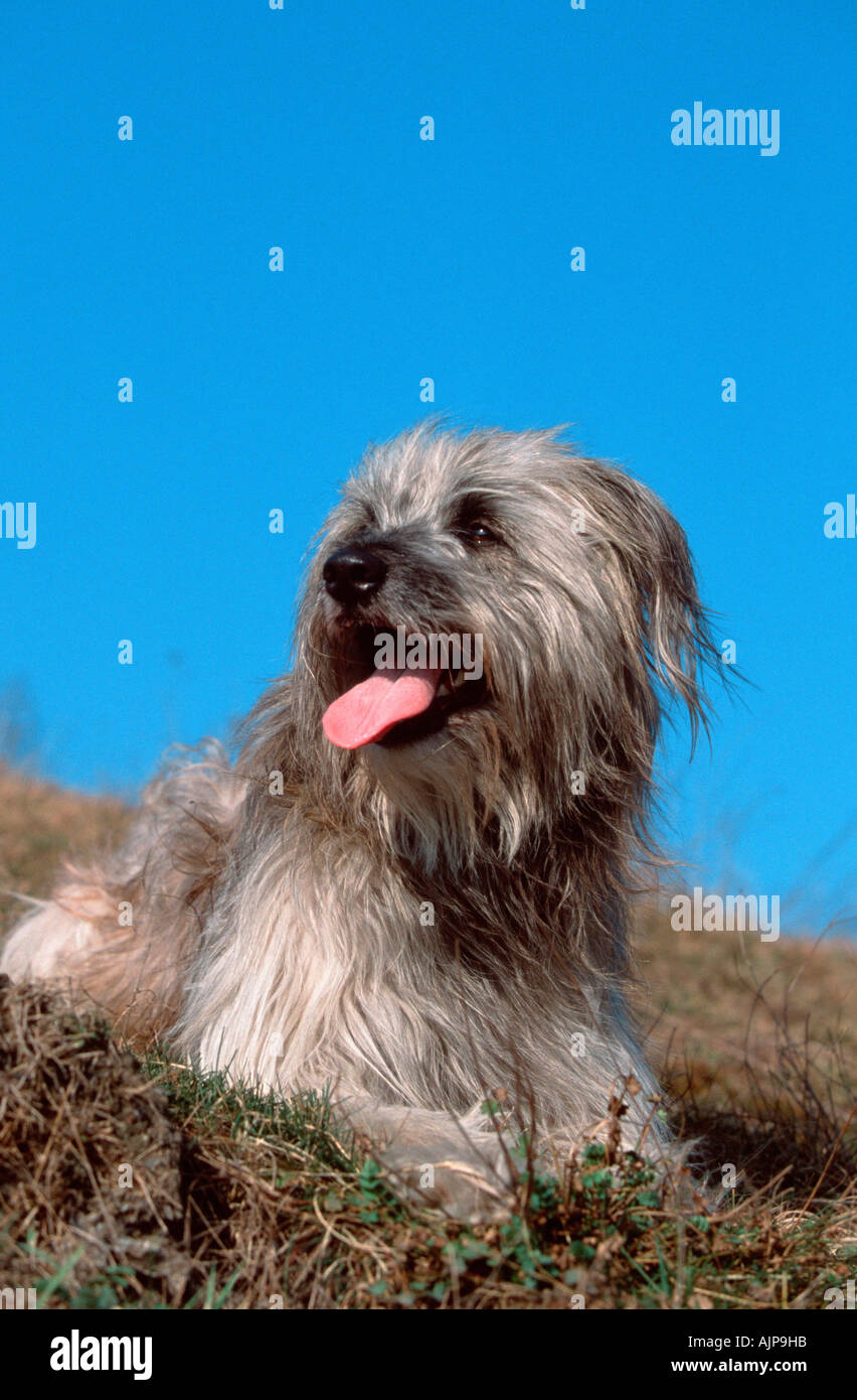 Berger des pyrenees hi-res stock photography and images - Alamy