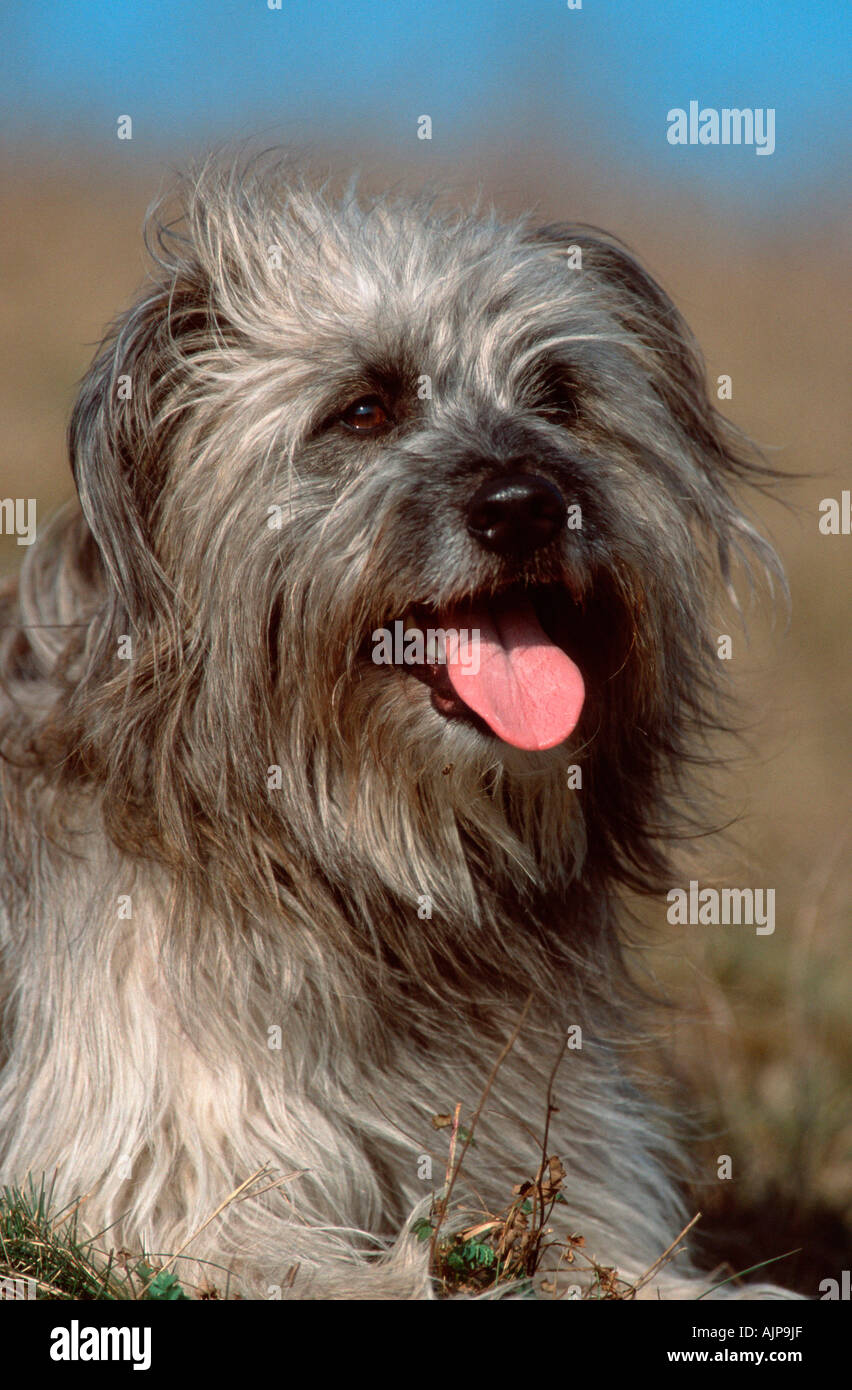 Pyrenean Shepherd Berger des Pyrenees Stock Photo - Alamy