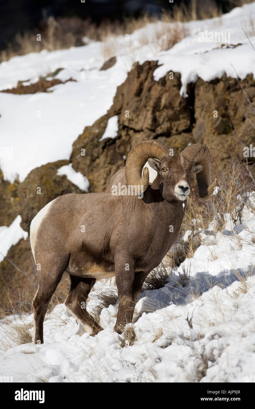Rocky mountain bighorn sheep ovis canadensis rocky mountain ram hi-res ...
