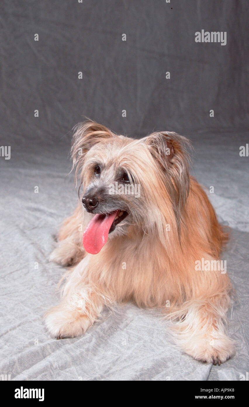 Pyrenean Shepherd Berger des Pyrenees Stock Photo - Alamy