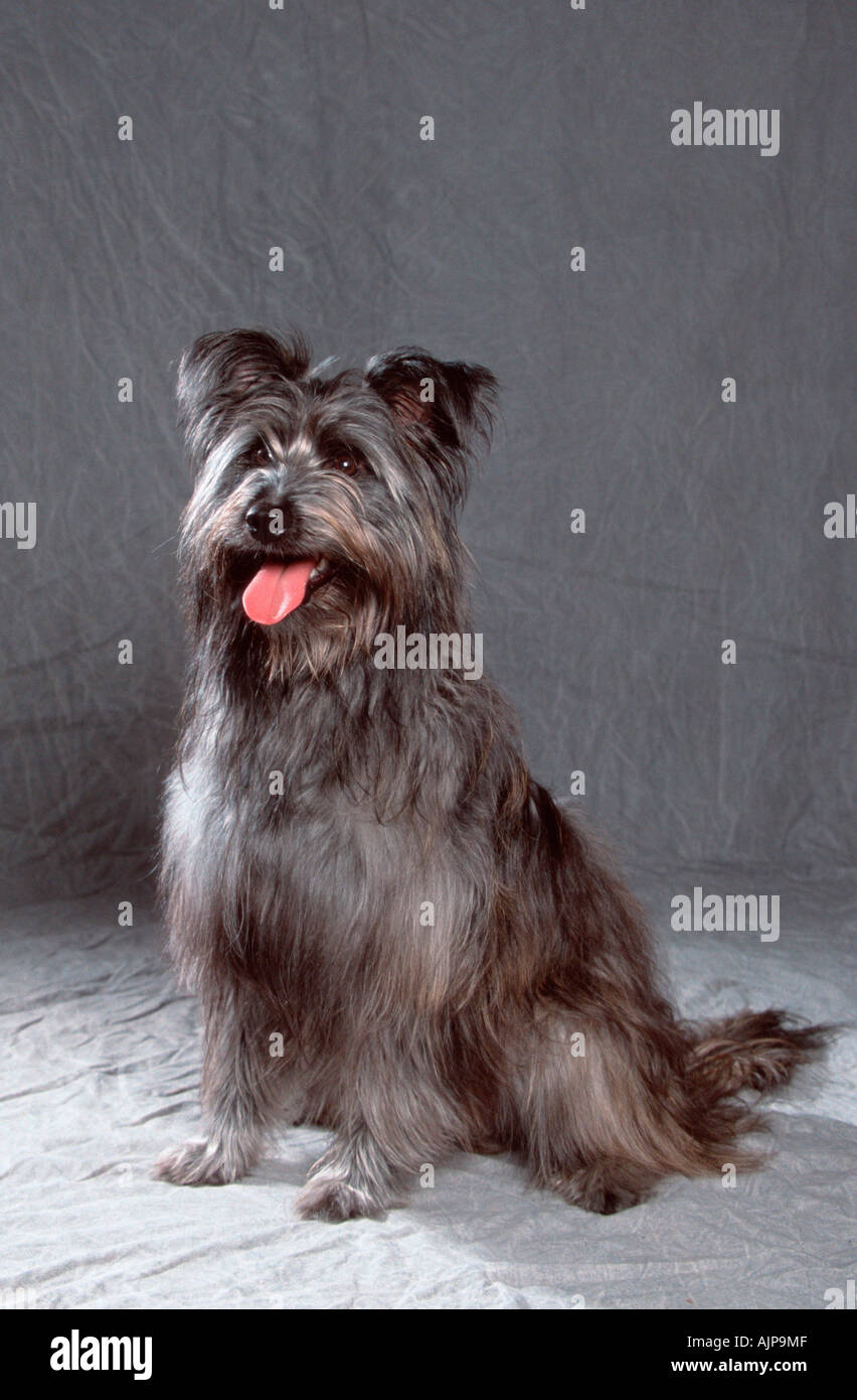 Pyrenean Shepherd Berger des Pyrenees Stock Photo - Alamy