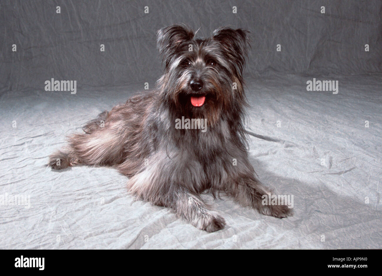 Pyrenean Shepherd Berger des Pyrenees Stock Photo - Alamy